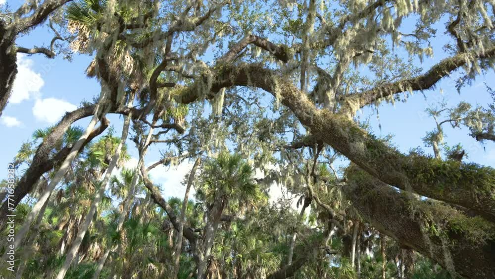 Tropical jungles with Spanish Moss on live oak trees and green palms ...