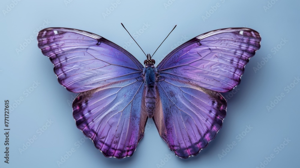 A photo of a close-up purple butterfly on a blue background, showing ...