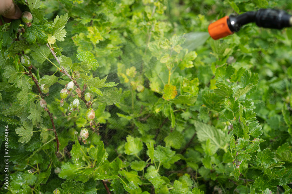 powdery mildew on gooseberries, white coating, berries covered with ...