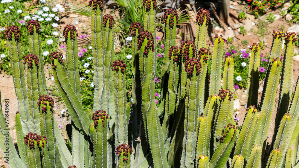 Euphorbia canariensis, conocida como cardón canario con flores en ...