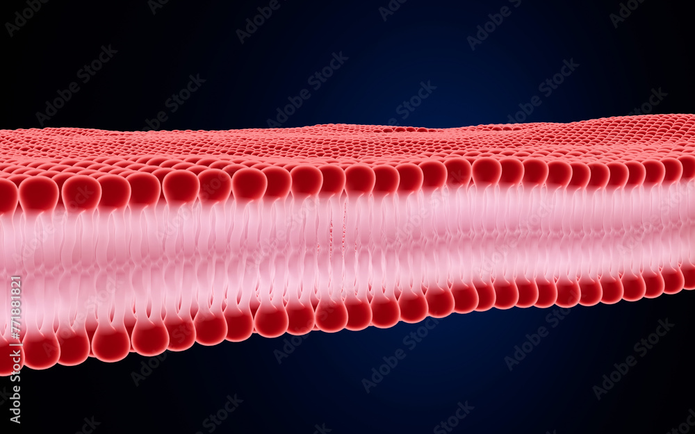 Simulated image of cell membrane, a component of cell wall proteins ...