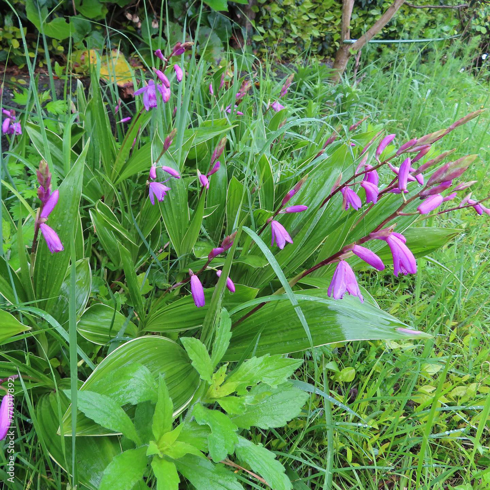 春にシランが紫色の花を咲かせています Stock Photo | Adobe Stock