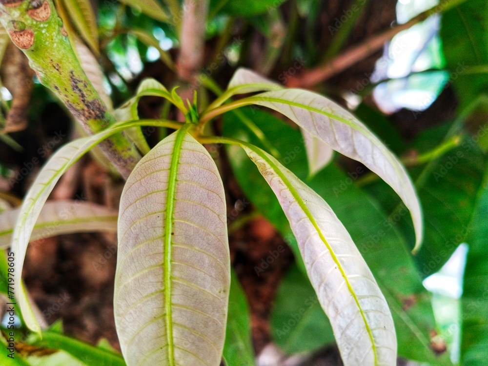 The bud shoot of the mango tree, Mangifera indica, is a species of ...