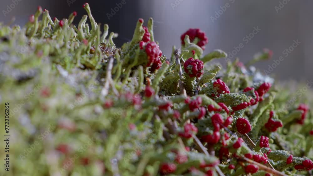 Vidéo Stock Mushrooms and poisonous lichens in Europe and Asia ...