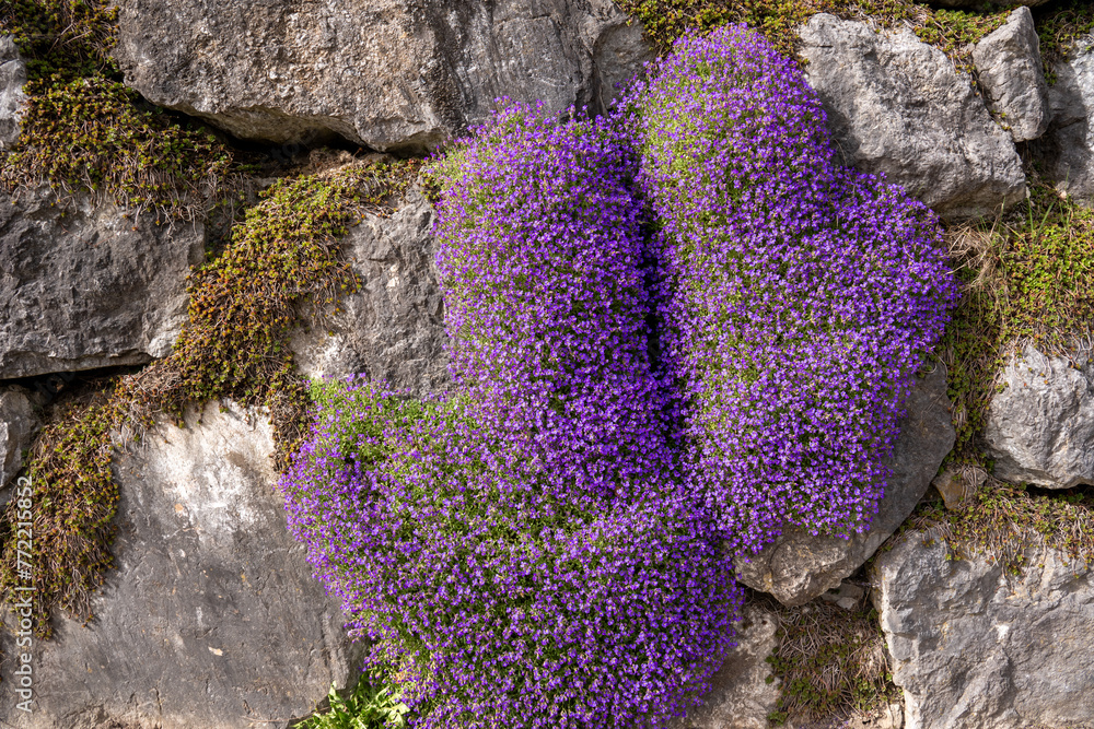 Lush flowering ground cover plants such as aubrieta grow on a stone ...