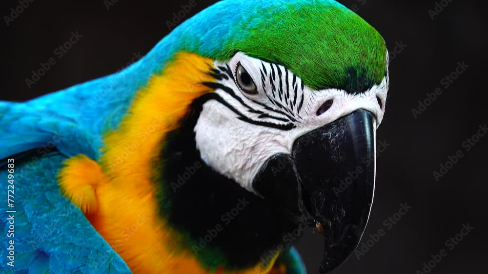 4K beautiful plumage of the blue-and-yellow macaw (Ara ararauna), the ...