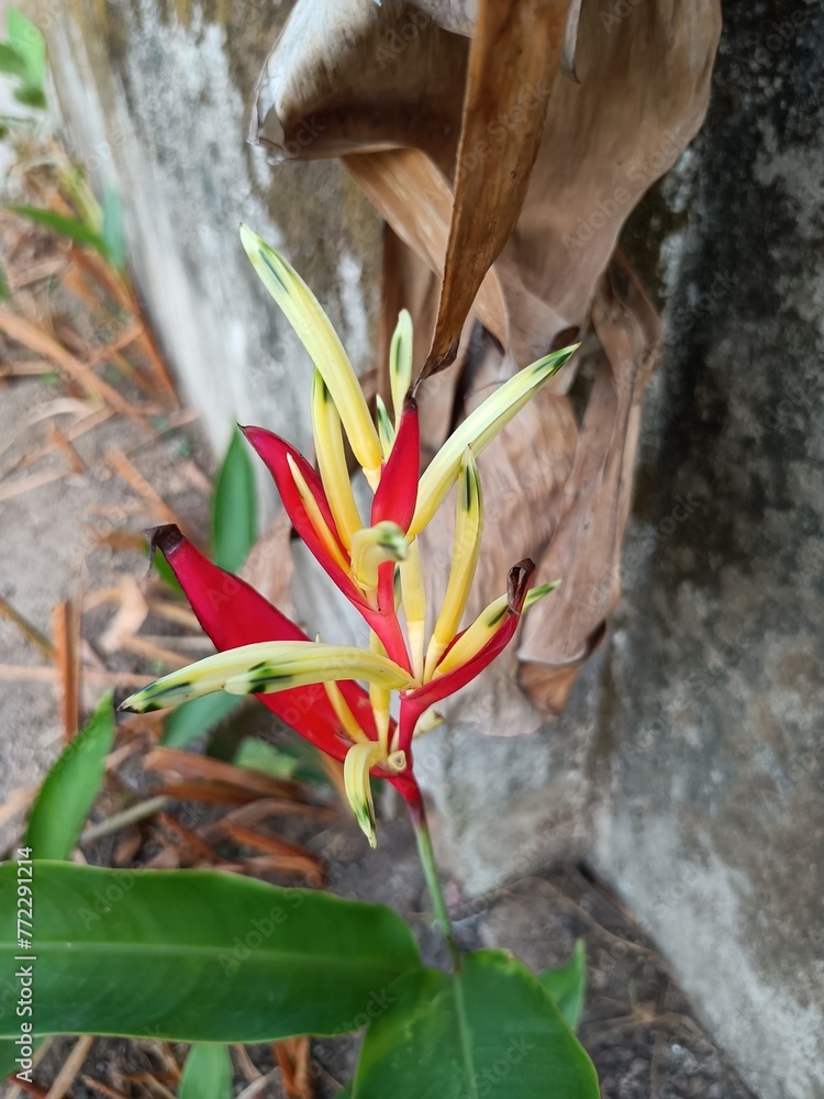 Heliconia psittacorum is a perennial herb native to the Caribbean and ...