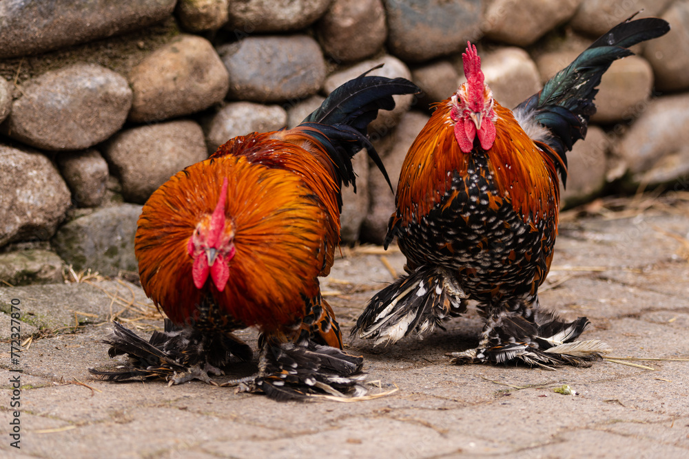Colorful rooster and hens in a farmyard Colorful rooster and hens in a ...