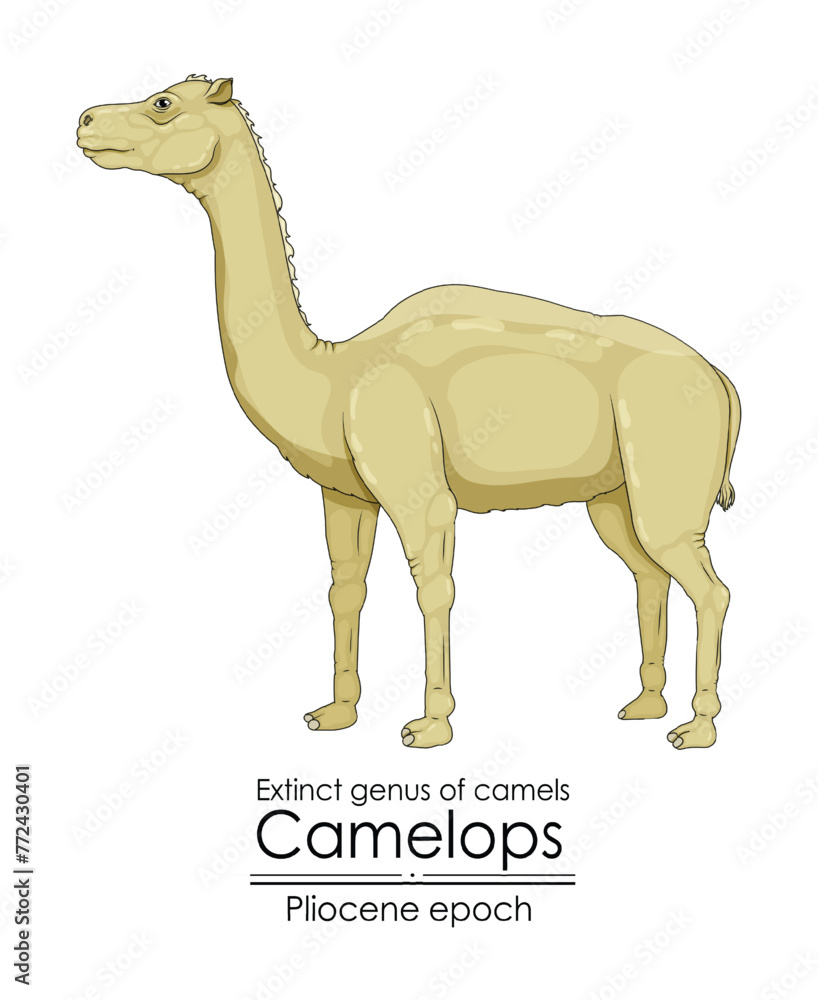 Extinct genus of camel, Camelops from Pliocene epoch. Stock Vector ...