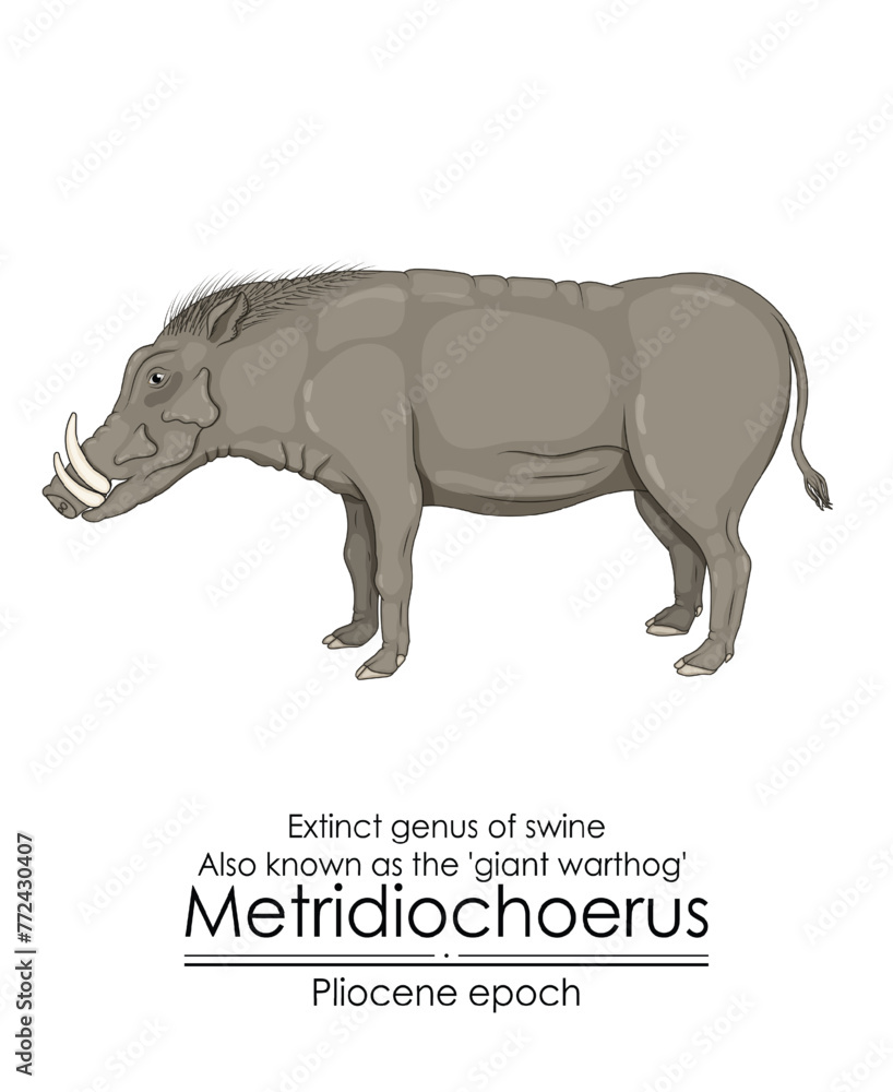 Extinct genus of swine Metridiochoerus, also known as the giant warthog ...