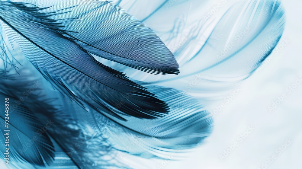 Beautiful abstract blue feathers on white background, black feather ...