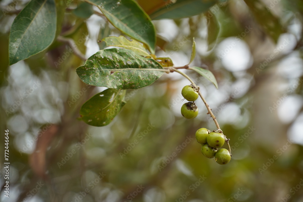 Muruci fruits (Byrsonima crassifolia), also known as murici, from a ...