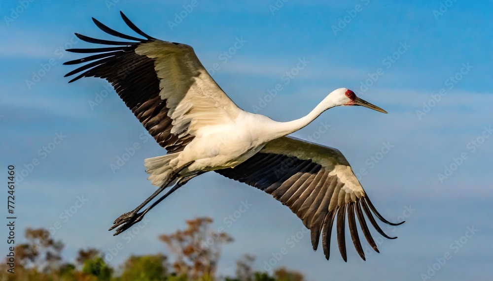 whooping crane - Grus americana - is an endangered crane species ...