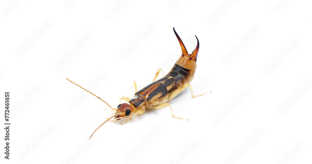 Male Shore Earwig aka riparian, tawny, striped ear wig - Labidura ...