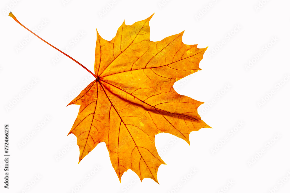 Beautiful close-up shots of fall foliage. Detailed images that capture ...