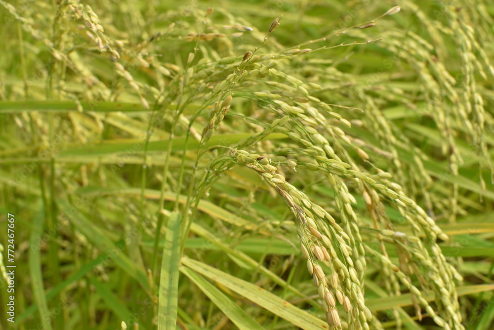 Golden rice field. Harvest rice farm. Rice is the main food of asian ...
