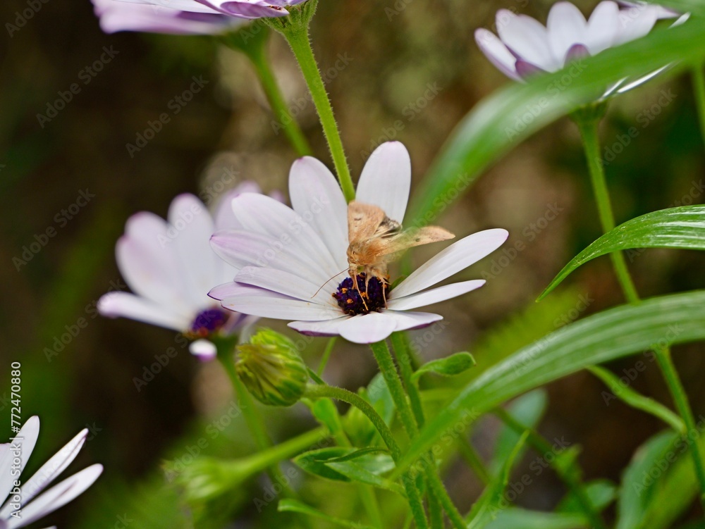 Flowers in the garden with the cotton bollworm, corn earworm, Old World ...