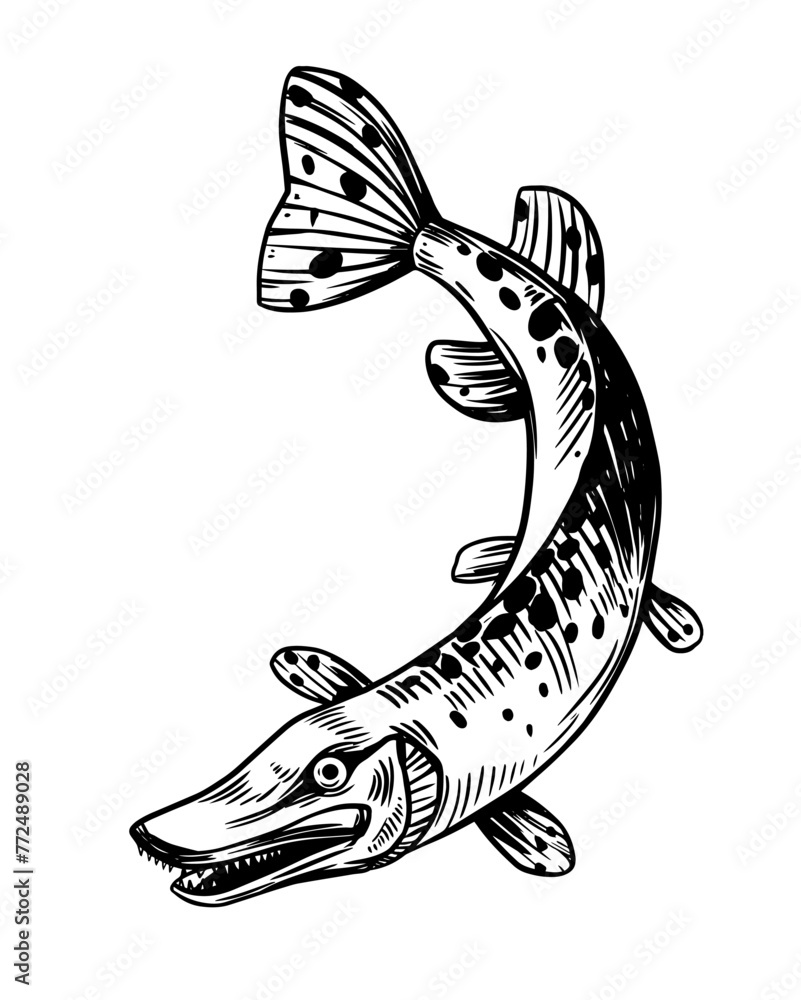 Plakát Pike, river fish, vector sketch illustration, hand drawn, black ...