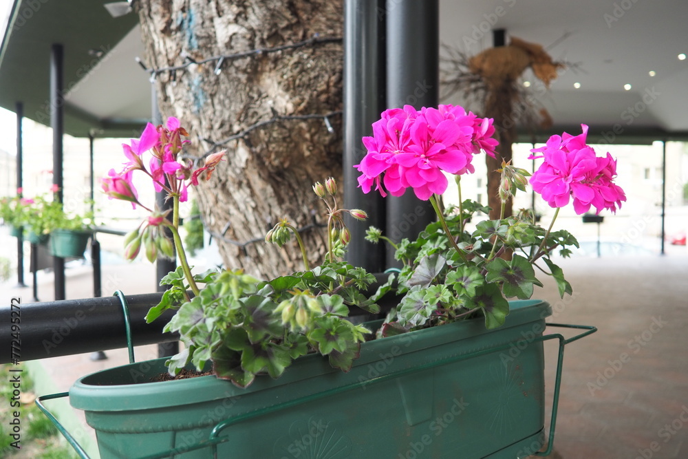 Magenta pink zonal geraniums in design. Pelargonium peltatum is species ...