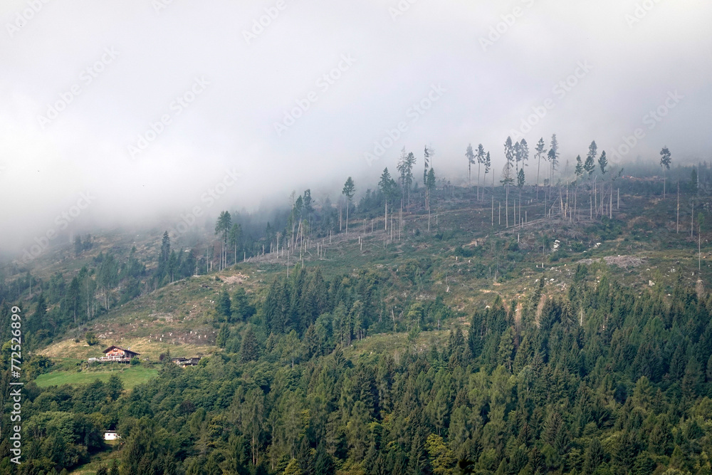 Deforestation of forest nature. Deforestation of forest trees. Natural ...
