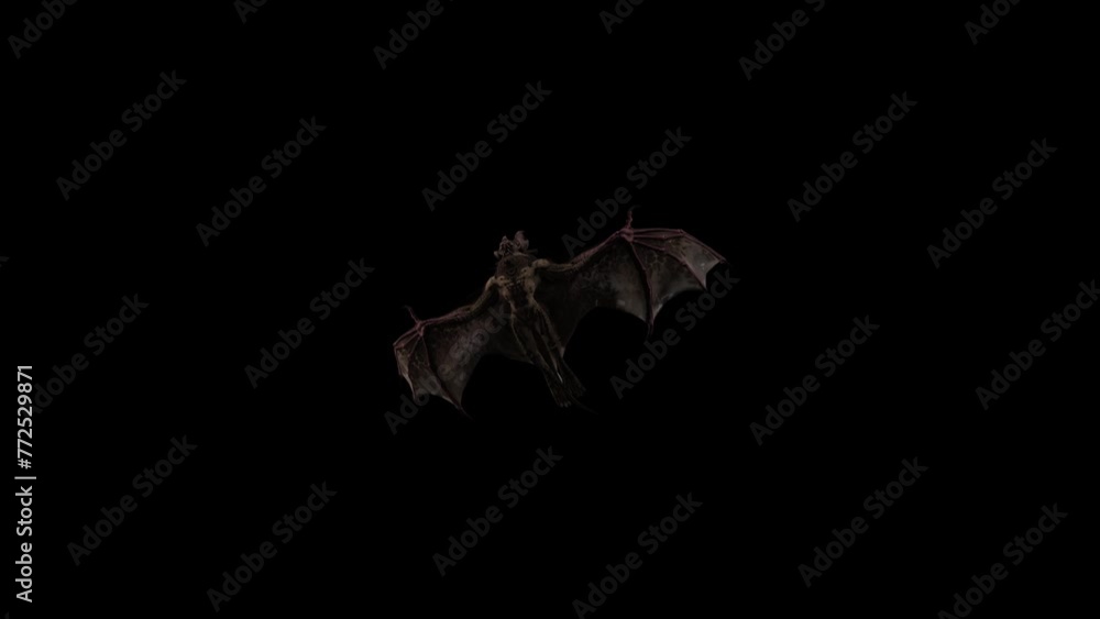 3D Bat is loop-flying with a bottom view animation on the alpha matte ...