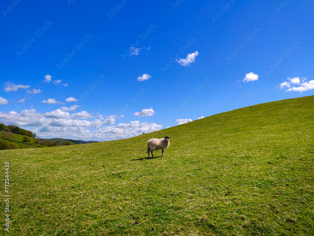 Idyllic vibrant rural picture of a sheep on a hill. Green grass ...