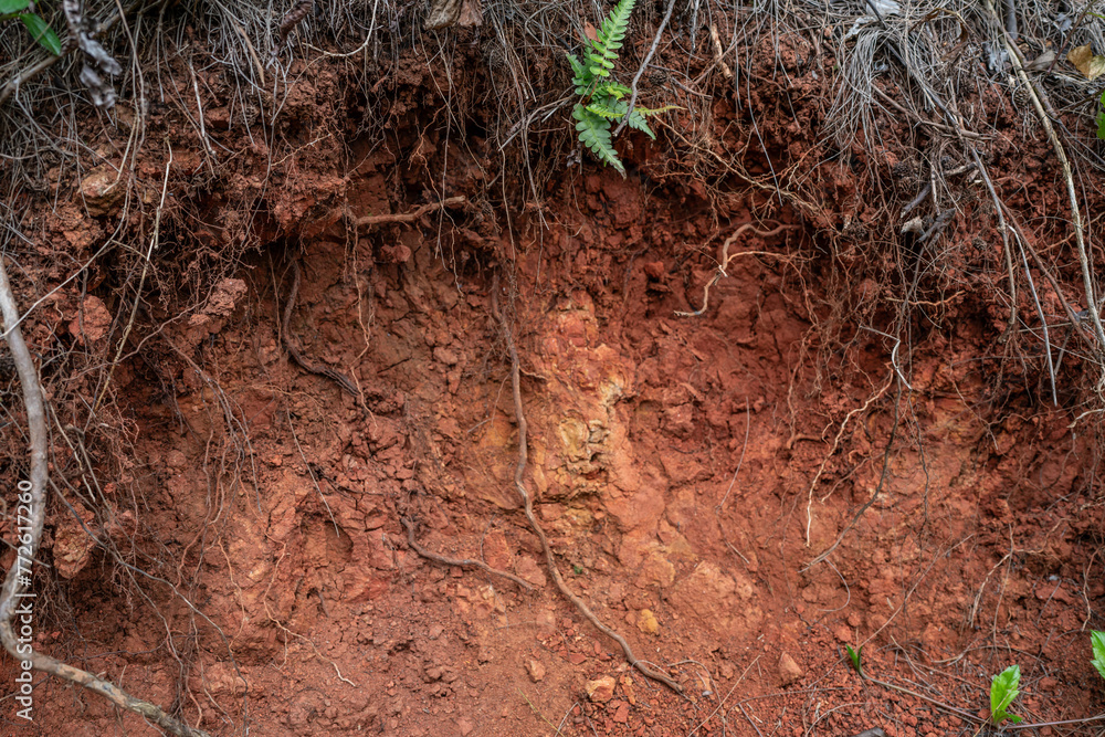 Red soil, Pu'u Ma'eli'eli Trail, Honolulu Oahu Hawaii Geology. Laterite ...