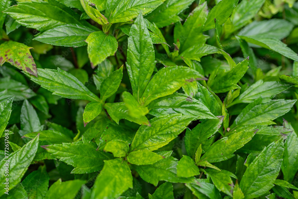 Pu'u Ma'eli'eli Trail, Honolulu Oahu Hawaii. Sphagneticola trilobata ...