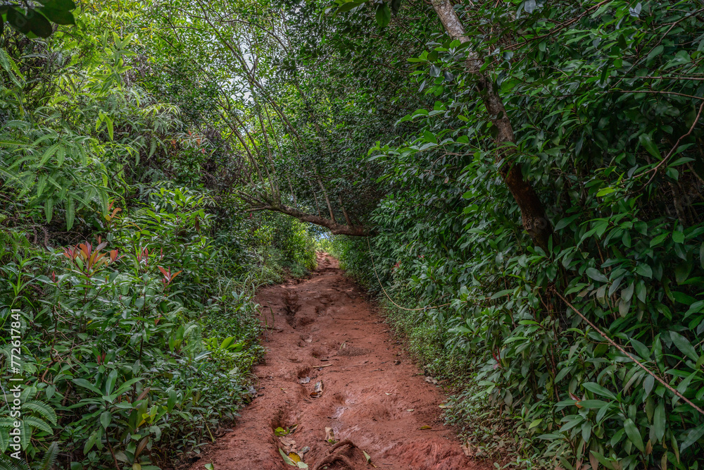 Red soil, Pu'u Ma'eli'eli Trail, Honolulu Oahu Hawaii Geology. Laterite ...