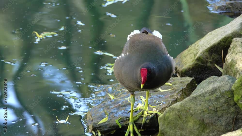 Common moorhen (Gallinula chloropus), also known as waterhen or swamp ...