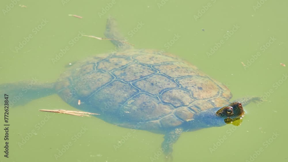 European pond turtle (Emys orbicularis), also called the European pond ...