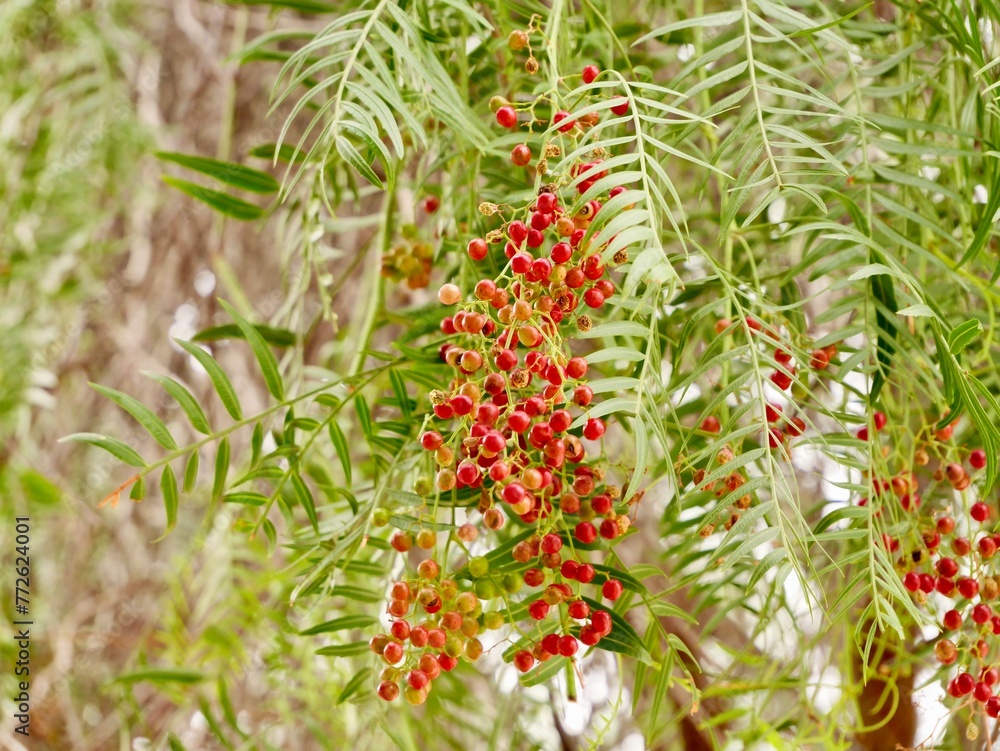 Fruits and flowers of Peruvian pepper, also known as American pepper ...