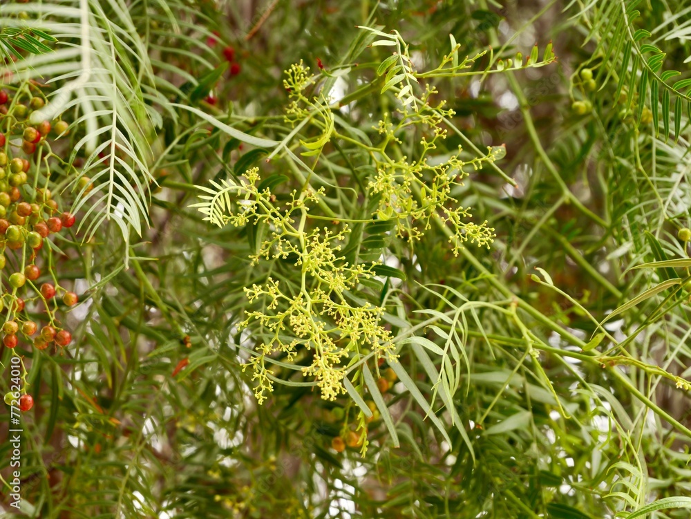 Fruits and flowers of Peruvian pepper, also known as American pepper ...