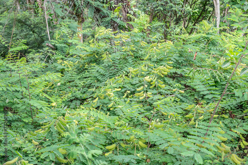 Pu'u Ma'eli'eli Trail, Honolulu Oahu Hawaii. Biancaea decapetala ...