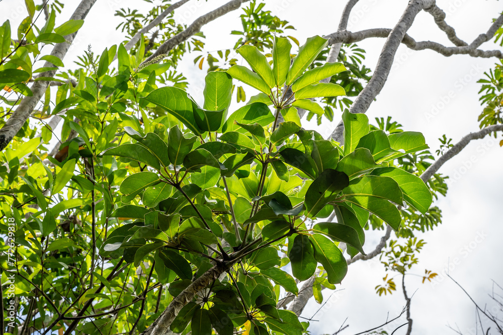 Pu'u Ma'eli'eli Trail, Honolulu Oahu Hawaii. Heptapleurum actinophyllum ...