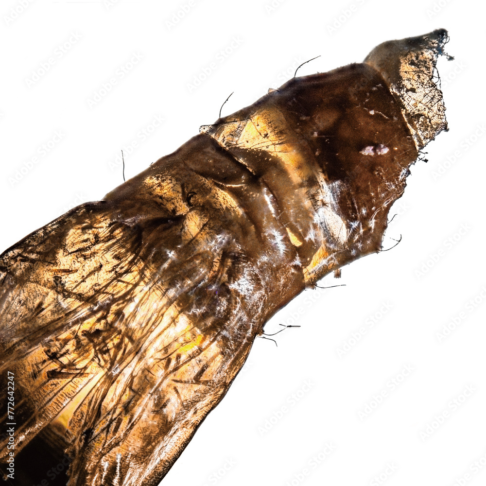 This is a cockroach egg. After hatching and breaking the cocoon, the ...