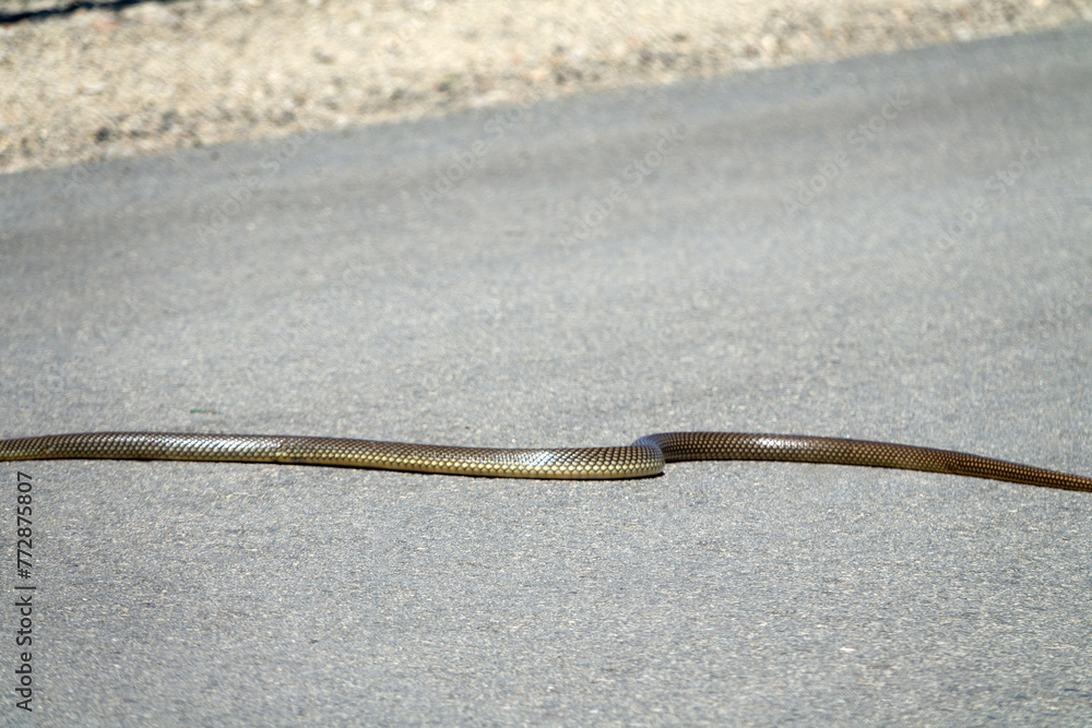Large 1.5-meter Balkan snake (Coluber jugularis) on highway. It is very ...