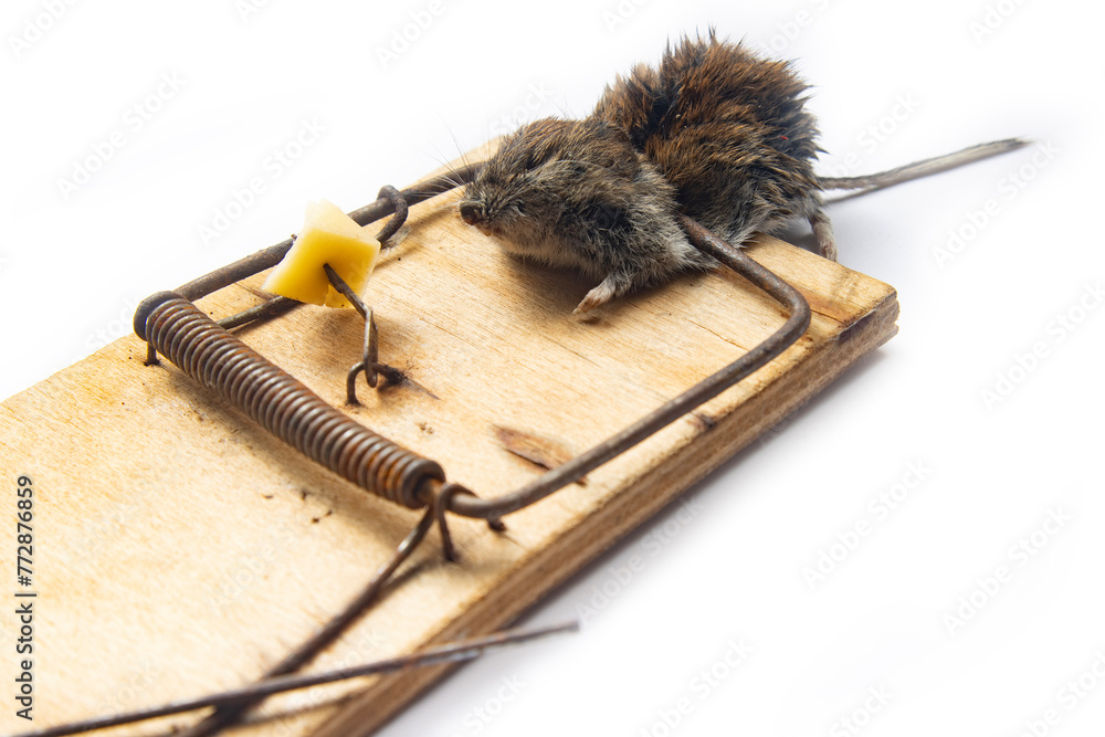 Deratization. The mouse got caught in a mousetrap. Mice as pests of ...