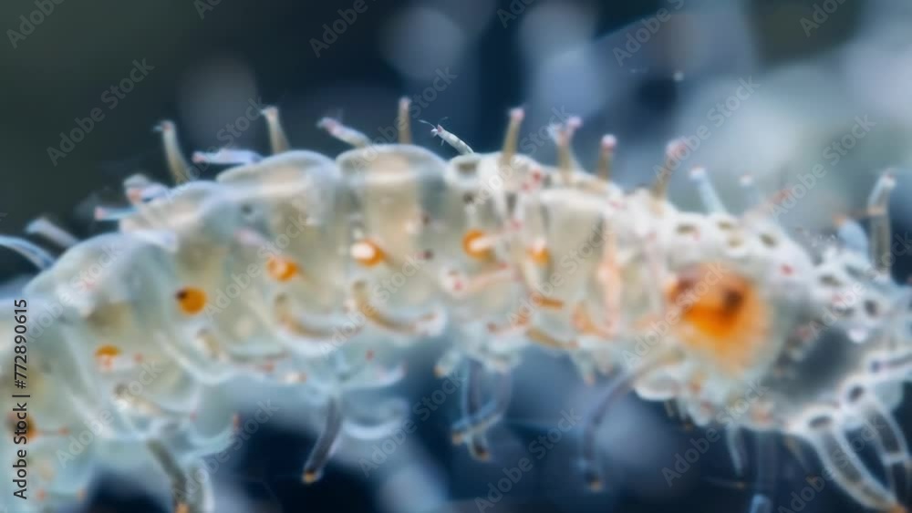 A intricate upclose image of a microscopic nematode larva with its ...