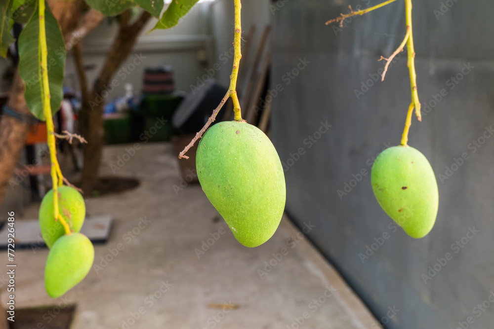 Magoes hanging on Tree in a mango garden,summer fruit garden orchard ...