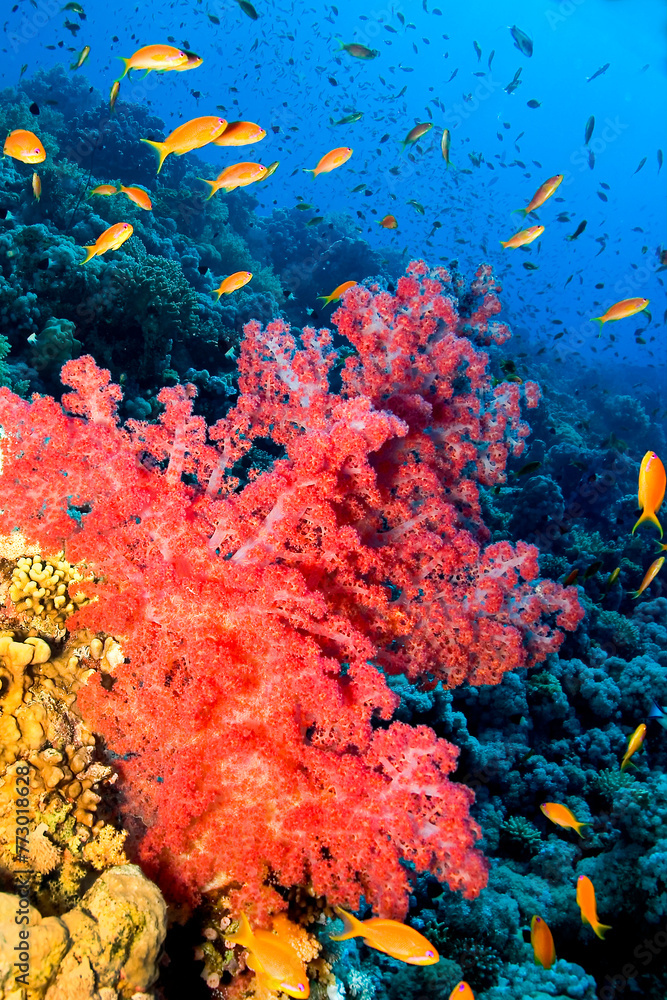 Multi-branched Coral Trees, Soft Coral, Reef Building Corals, Coral ...