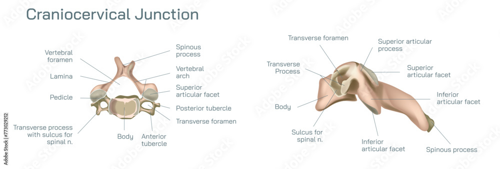 Craniocervical or craniovertebral Vector illustration, junction ...
