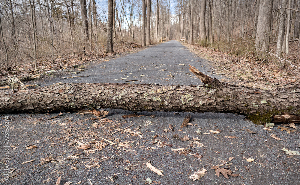fallen tree across gravel bike path (pedestrial walking path in upstate ...
