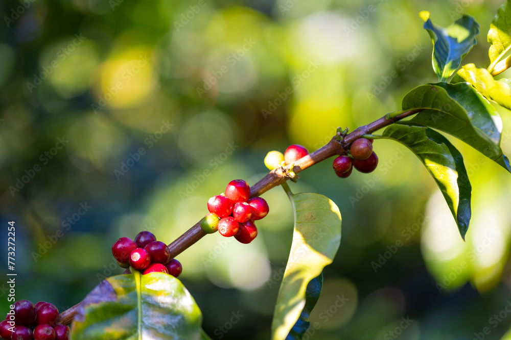 Coffee plantation, Coffee beans on tree. Fresh red and green coffee ...