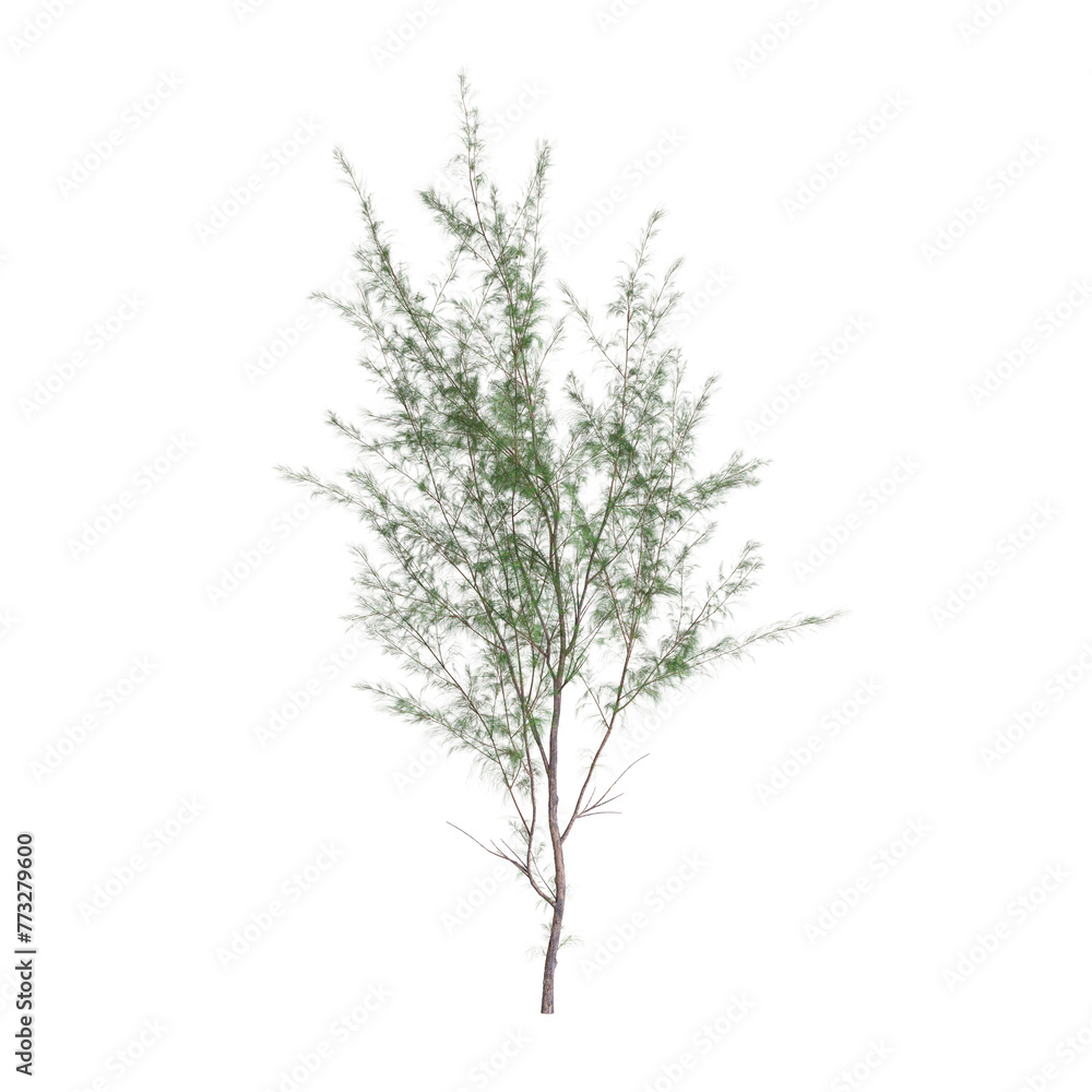 3d illustration of Casuarina equisetifolia tree isolated on transparent ...