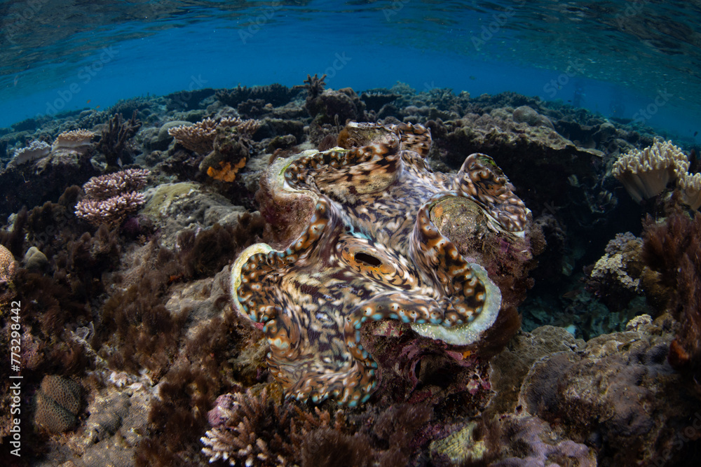 A colorful giant clam, Tridacna squamosa, has grown on a shallow coral ...