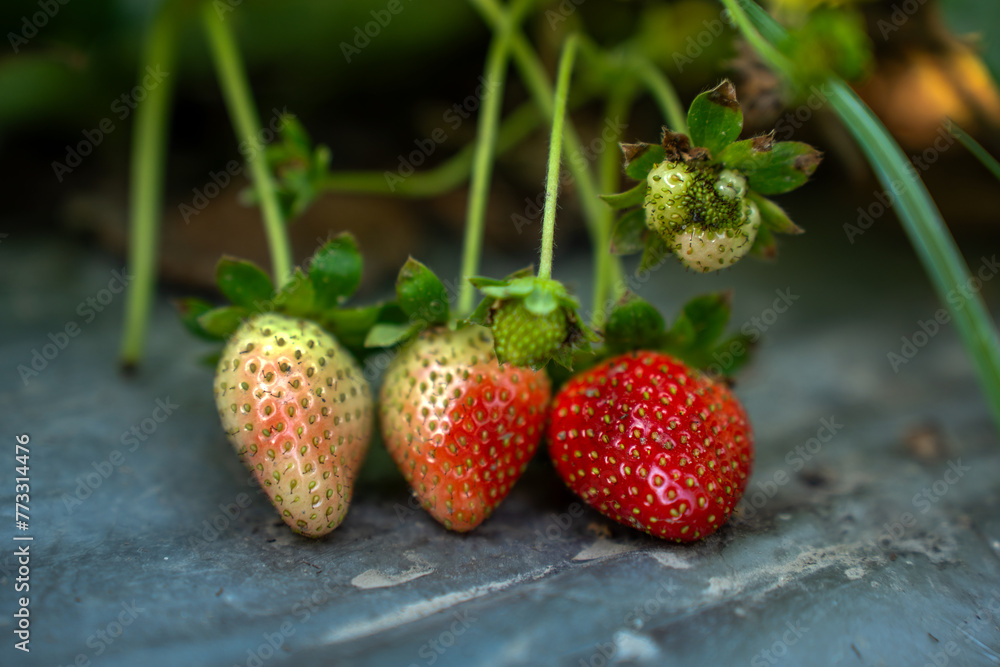 Foto de Organic strawberries thrive, nurtured by nature’s touch ...