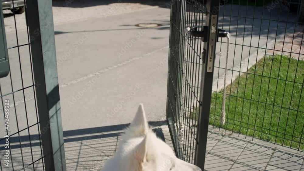 Trained service dog opening and closing a door to his male owner in an ...