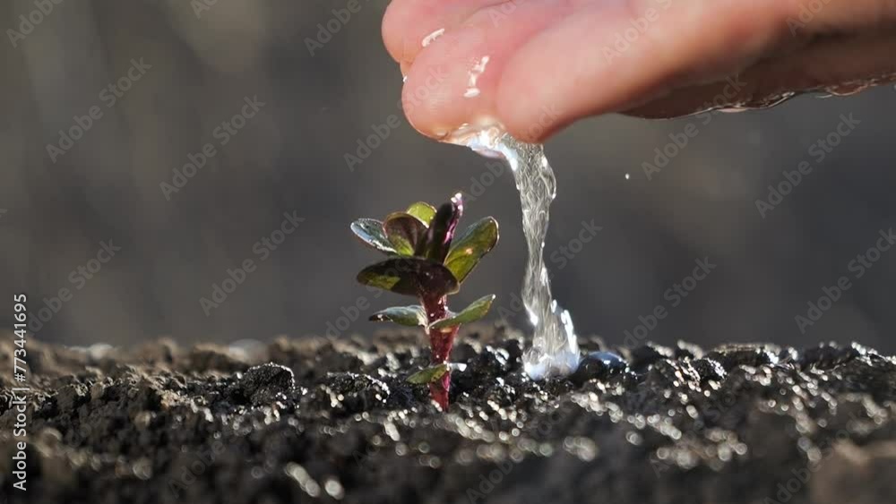 Water the sprout from the palm of your hand. A young plant shoot ...