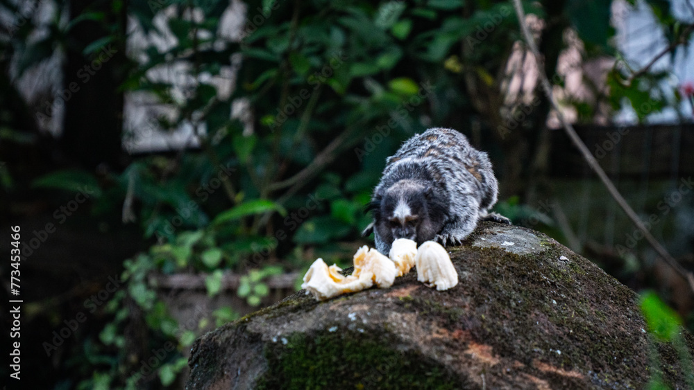 Macaco Sagui Banana Mata Atlântica Floresta Primata Pequeno Fauna ...